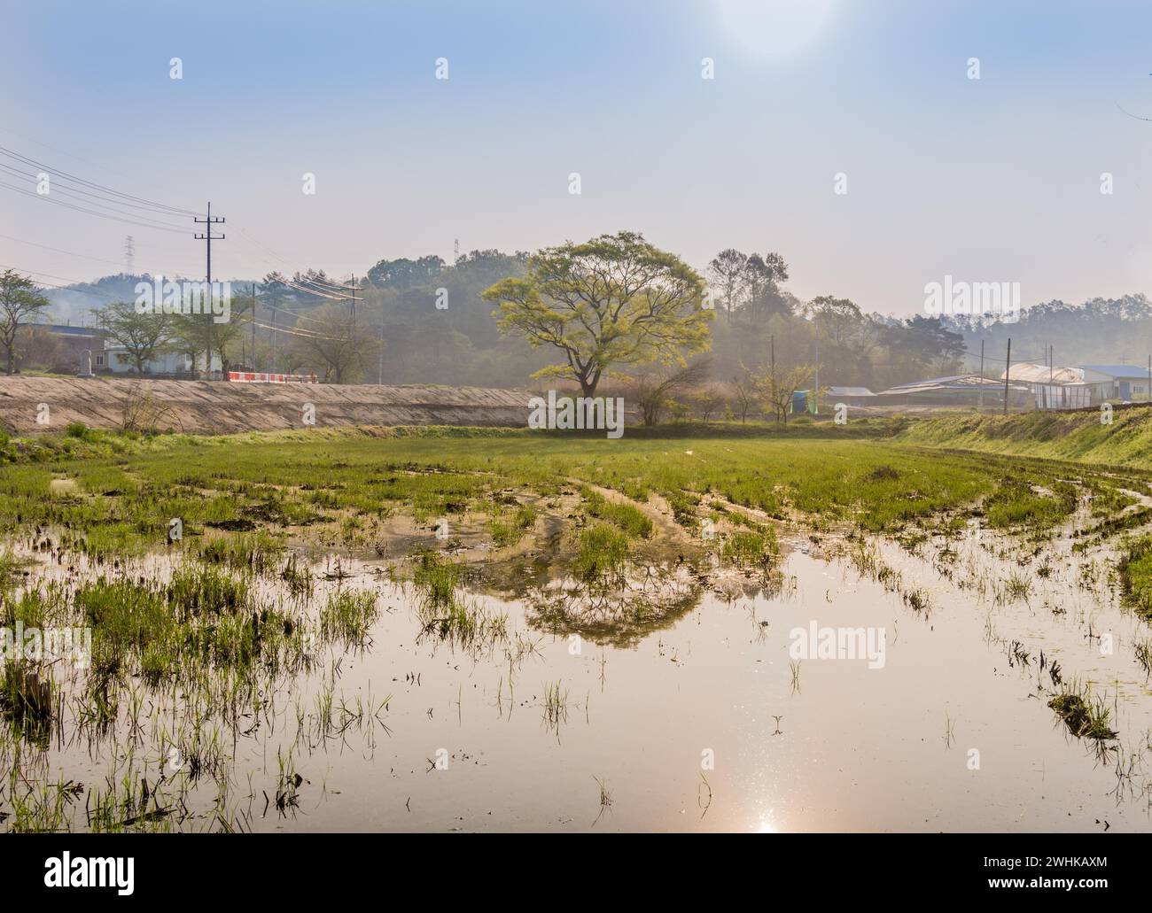 Green shoots of rice in paddy flooded with water under a bright morning ...