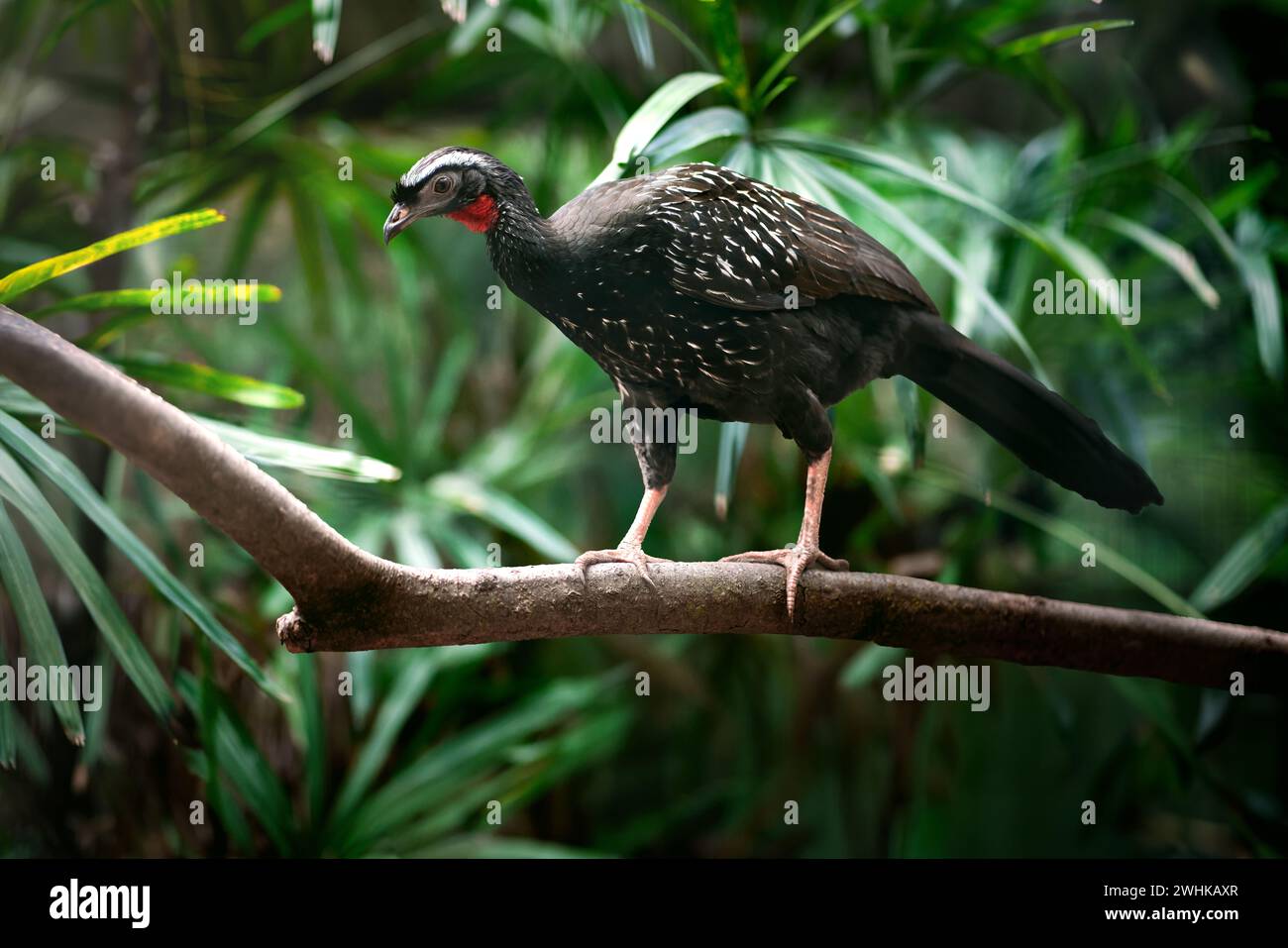 Bird hi-res stock photography and images - Alamy
