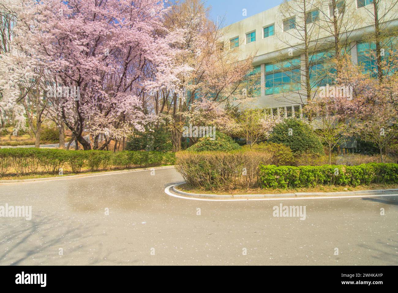 Landscape of university campus with beautiful cherry blossom tree in ...