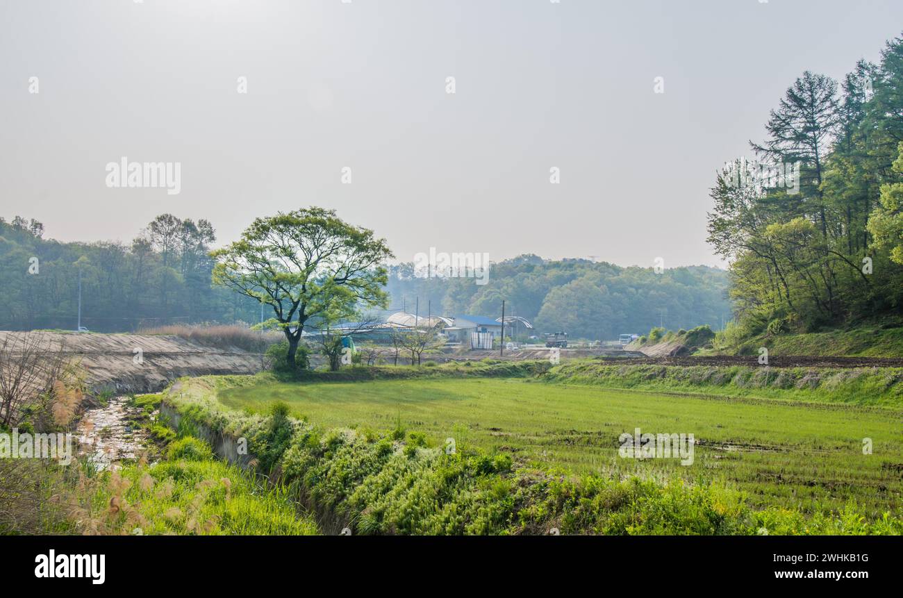 Large deciduous tree growing at edge of rice paddy under a bright ...