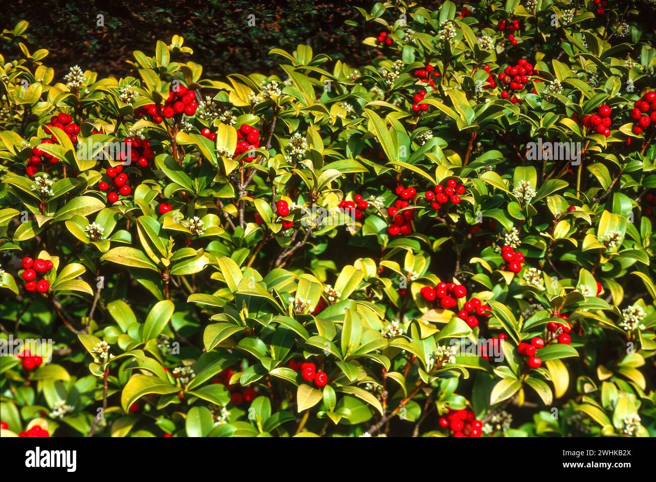 Skimmia japonica helen goodall hi-res stock photography and images - Alamy