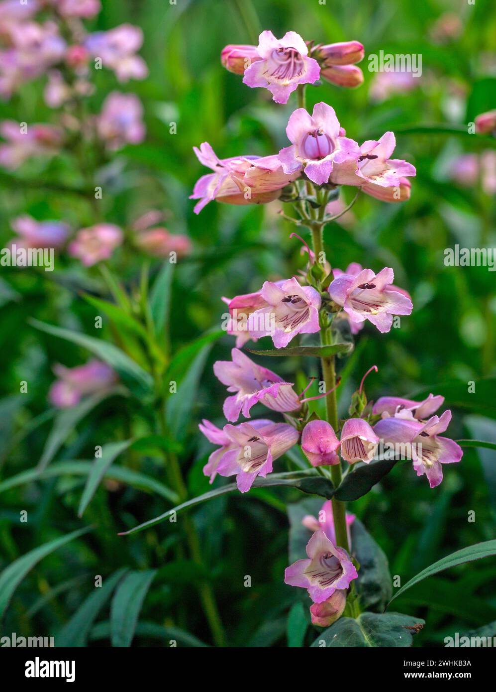 Closeup of pink Penstemon flowers in English garden, England, UK Stock ...