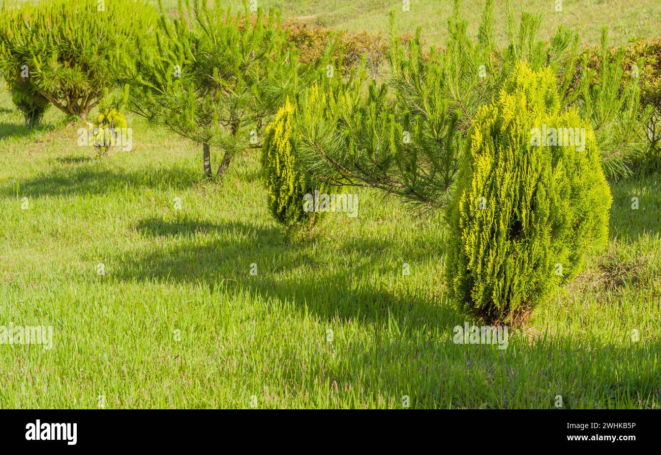 Evergreen setting hi-res stock photography and images - Alamy