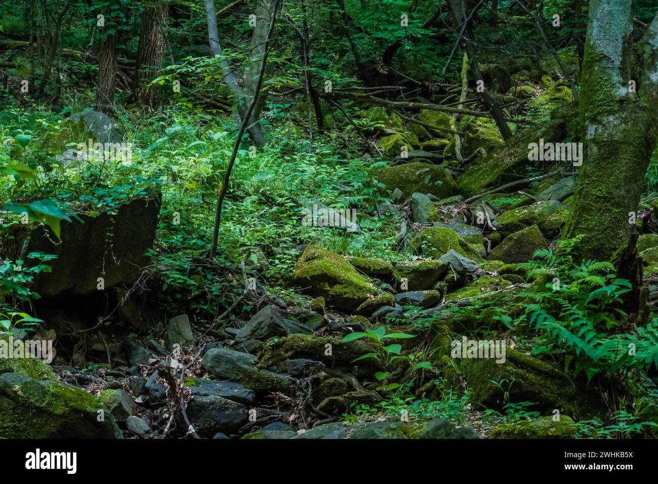Shaded riverbed hi-res stock photography and images - Alamy