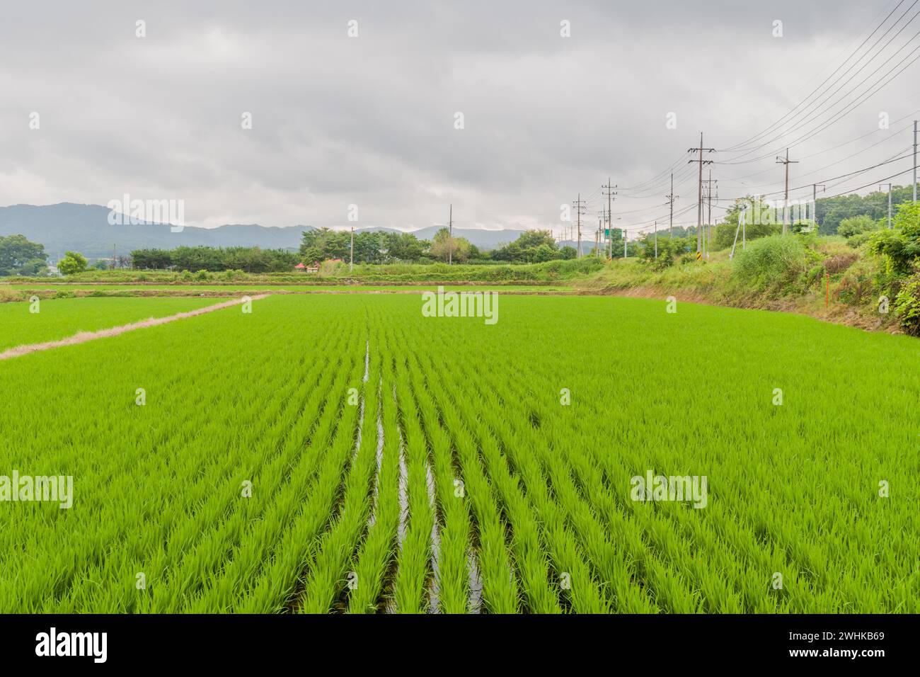 Green rice field beautiful landscape hi-res stock photography and ...