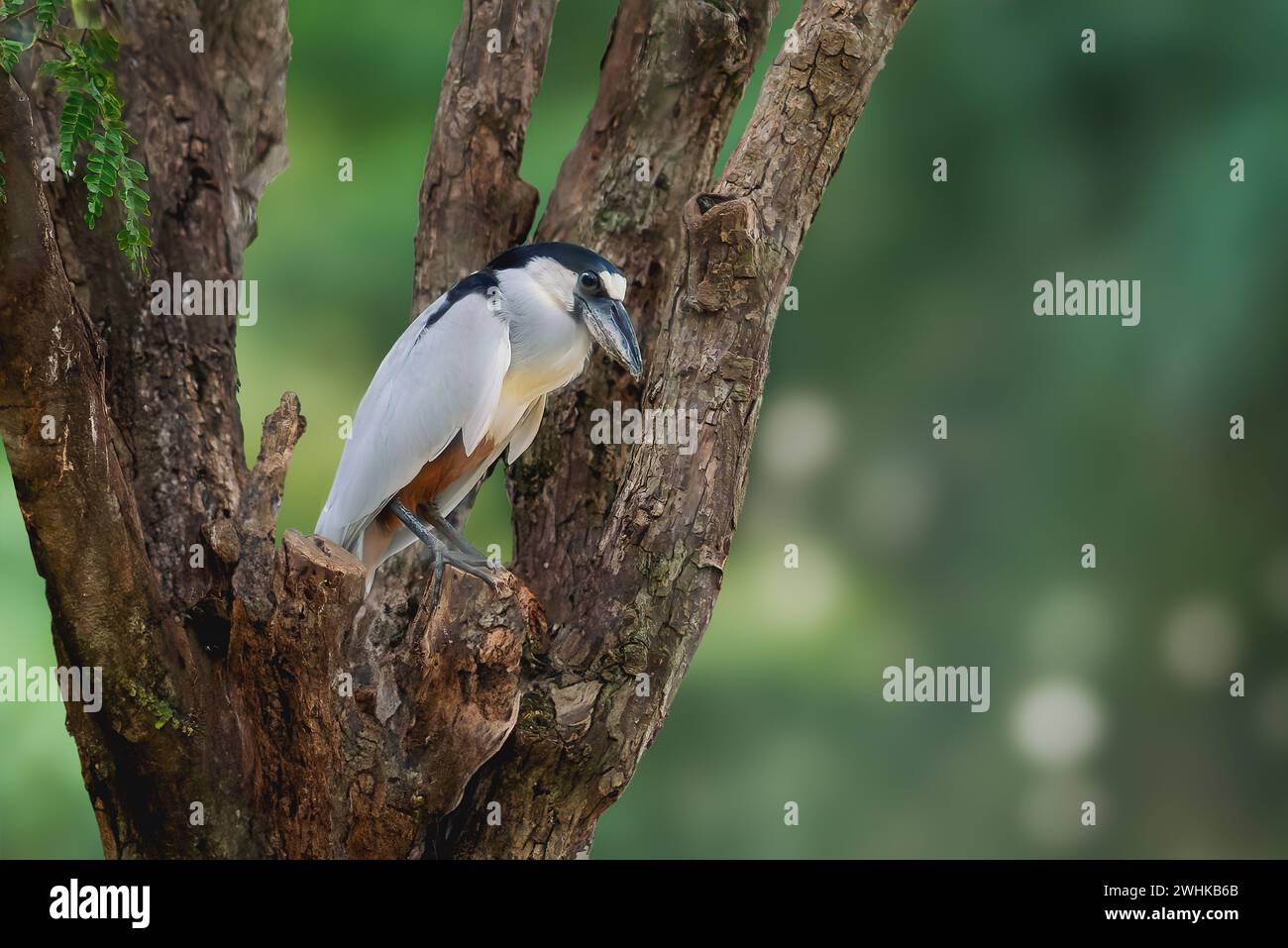 Boat-billed Heron (Cochlearius cochlearius) - boatbill bird Stock Photo ...