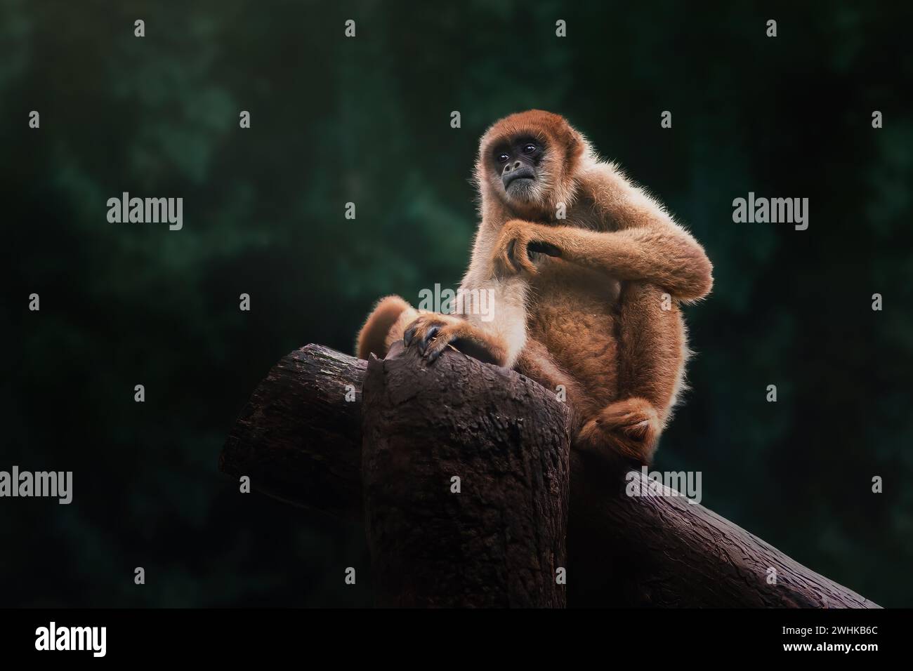 Southern Muriqui monkey (Brachyteles arachnoides) or Woolly Spider ...