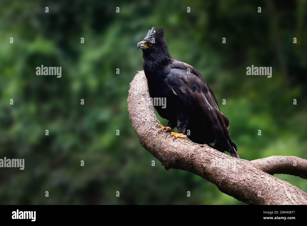Black Hawk-eagle (Spizaetus tyrannus Stock Photo - Alamy