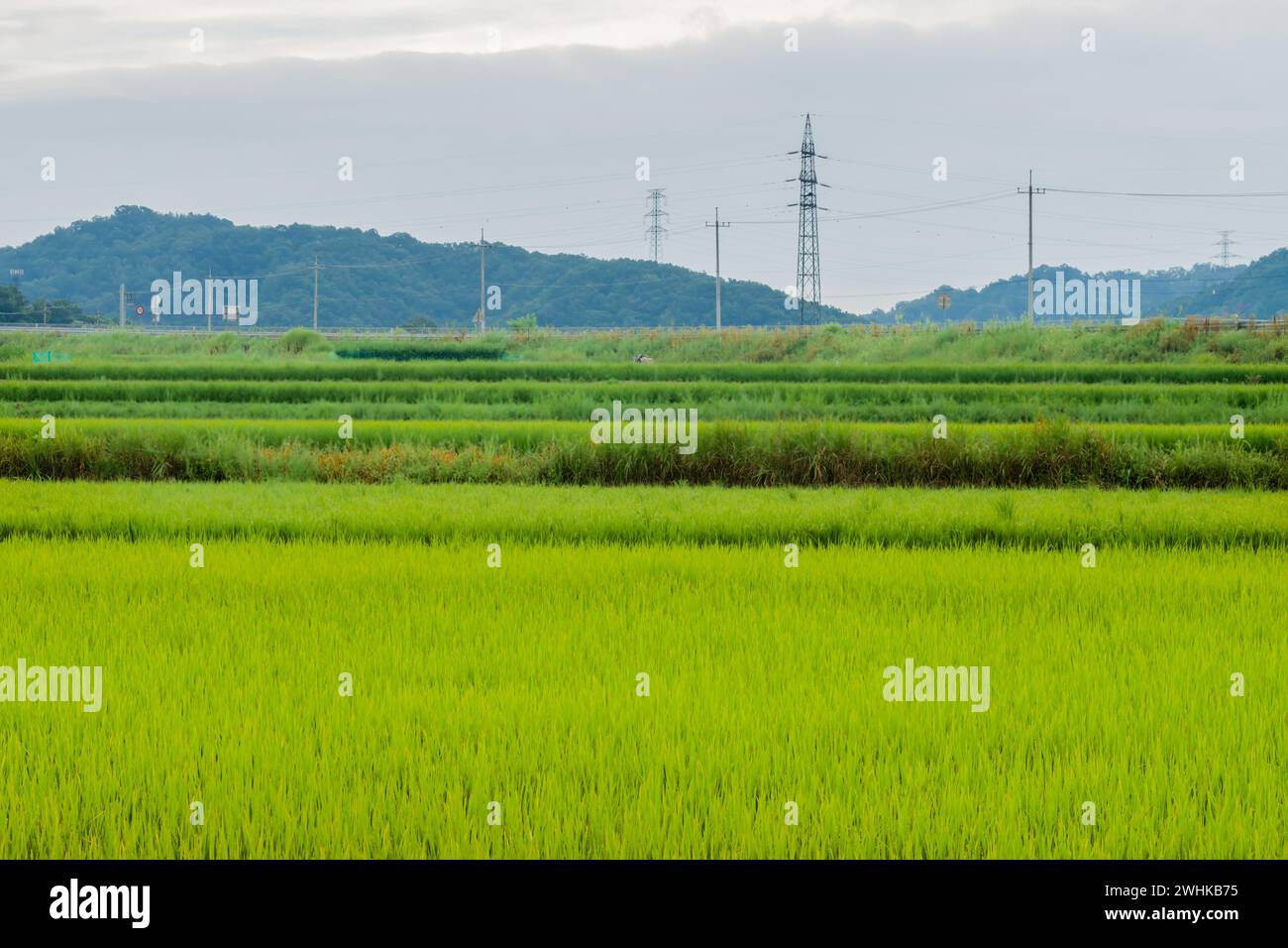 Rice paddy with lush green sprouts in front of electrical poles under ...