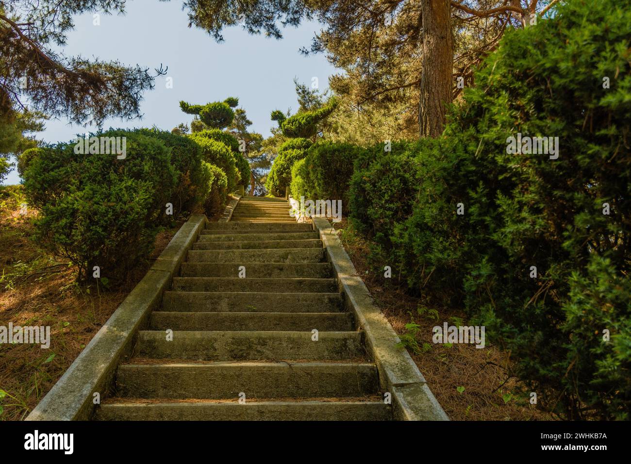 Shaded concrete stairs lined with trimmed evergreen hedges on side of ...