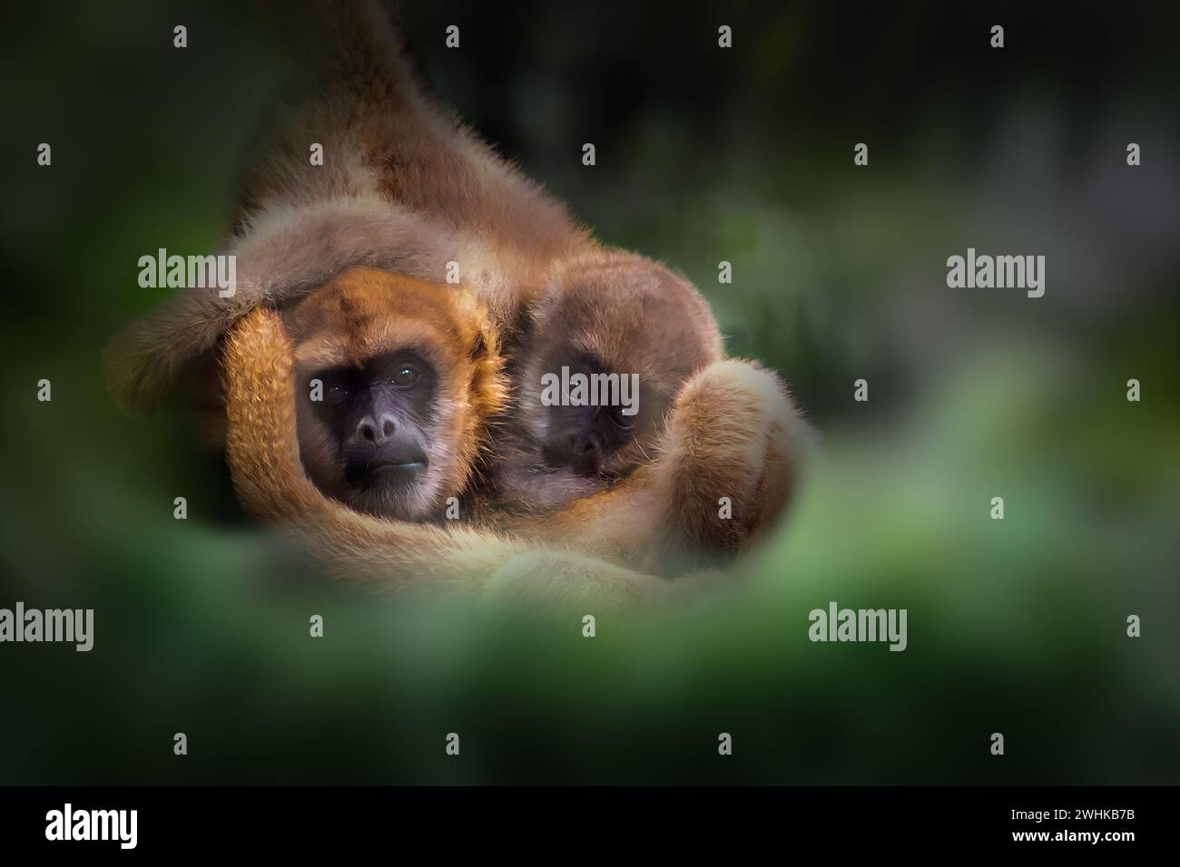 Baby and Mother Southern Muriqui monkey (Brachyteles arachnoides Stock ...