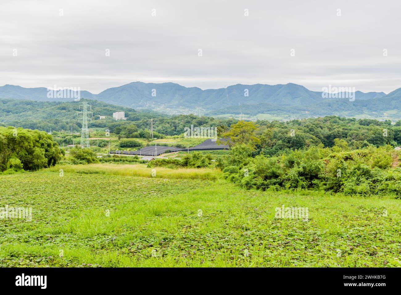 Landscape of foliage growing in mountain park with mountain range in ...