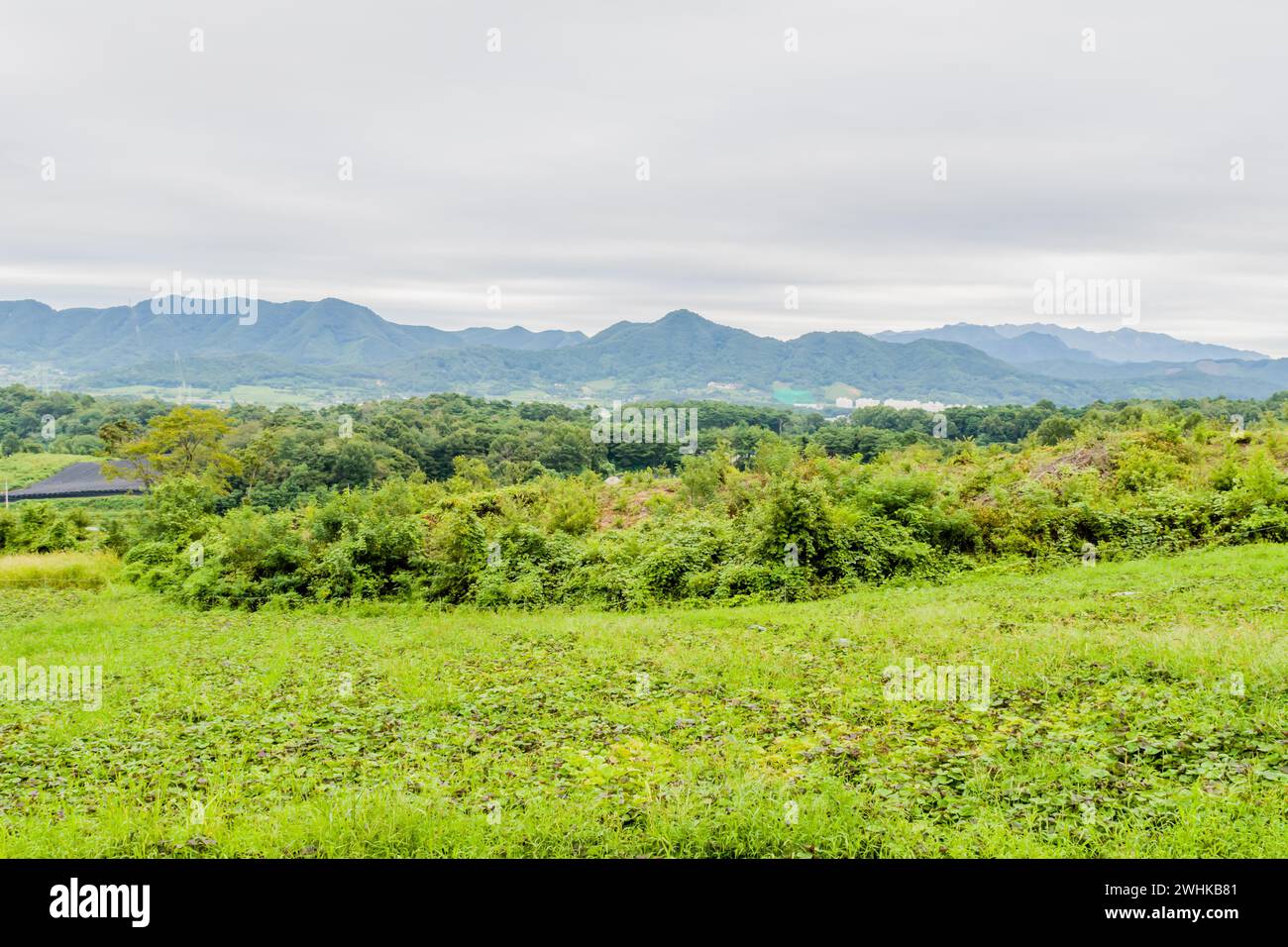 Landscape of foliage growing in mountain park with mountain range in ...
