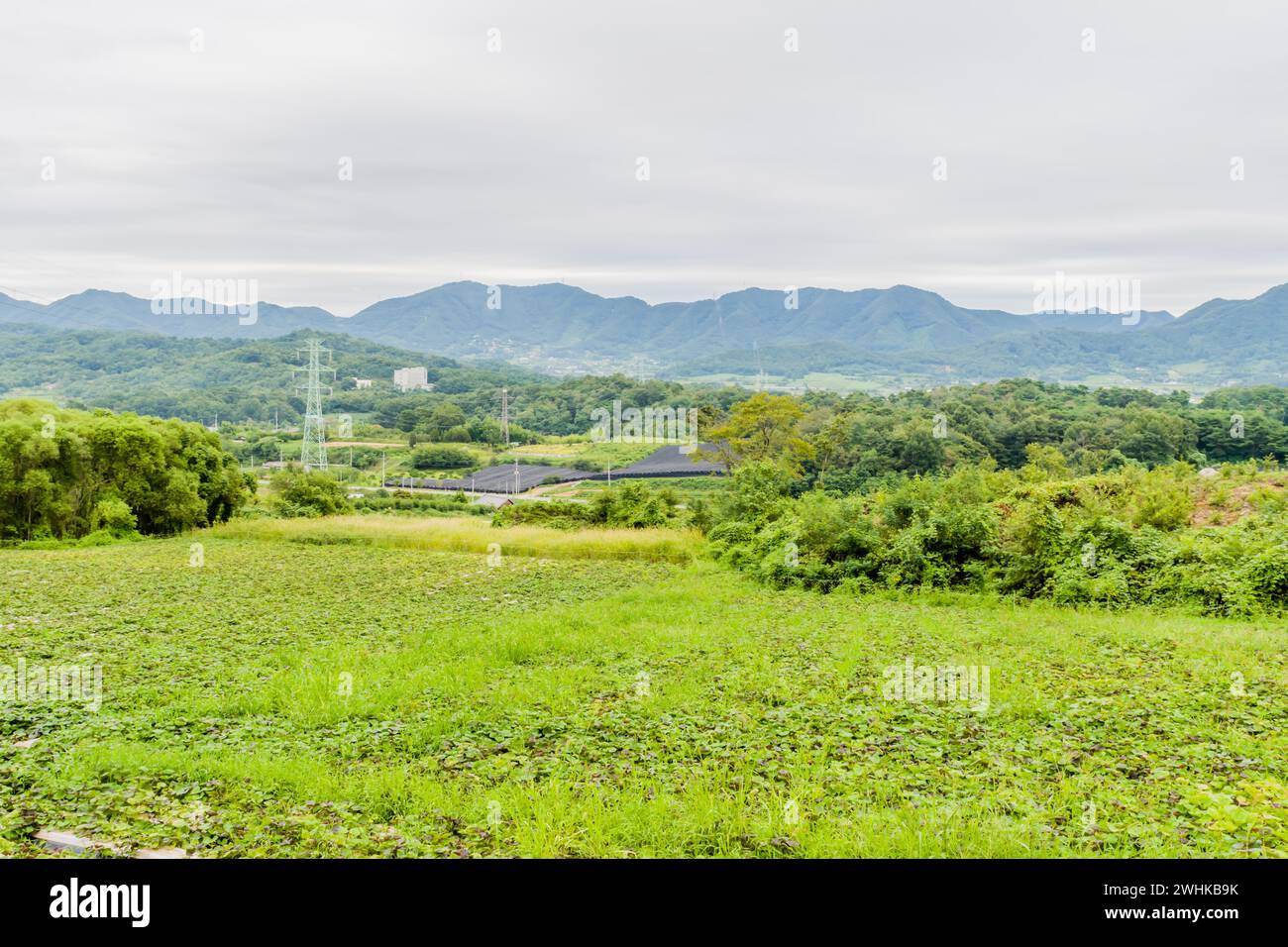 Landscape of foliage growing in mountain park with mountain range in ...