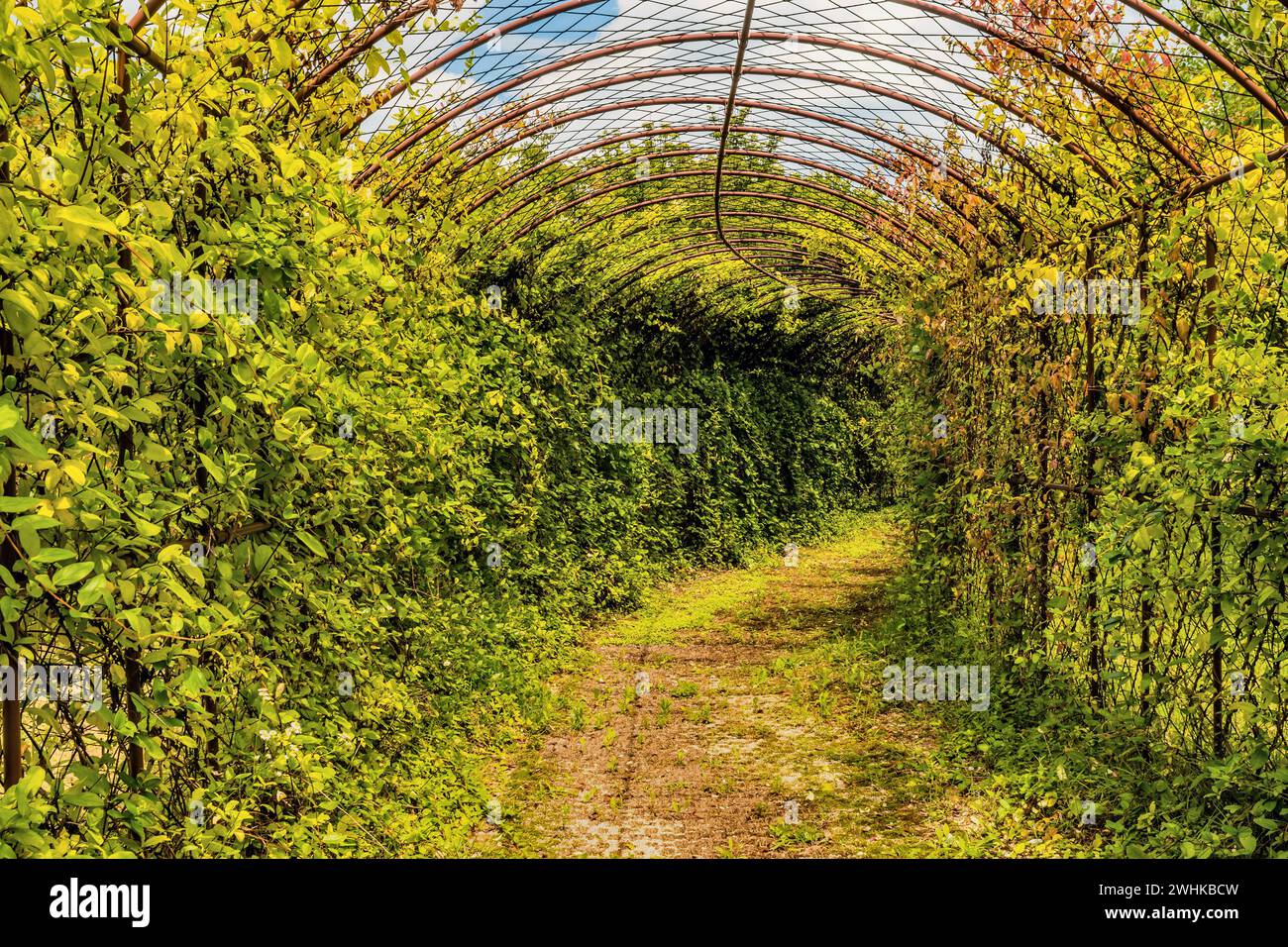 Pathway through wire tunnel like structure covered with vines with blue ...