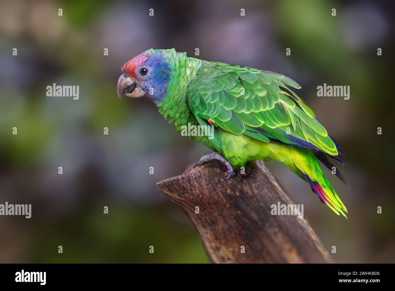 Red tailed bird hi-res stock photography and images - Alamy