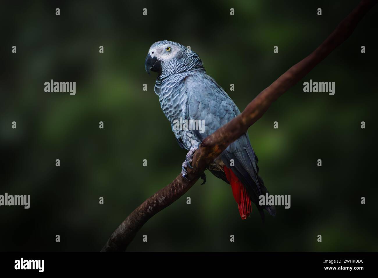 Parrot african grey bird hi-res stock photography and images - Alamy