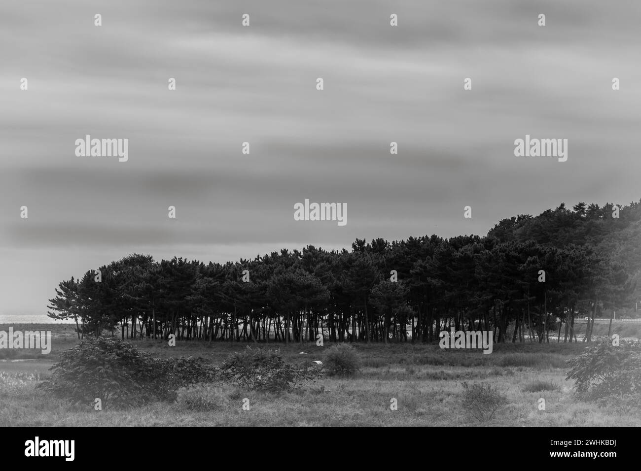 Grove of pine trees on a cloudy day with layer of stratus in black and ...