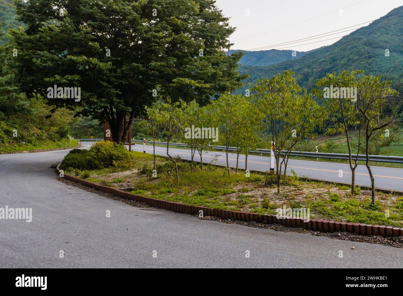 Large tree with lush green leaves standing in median of rest stop on ...