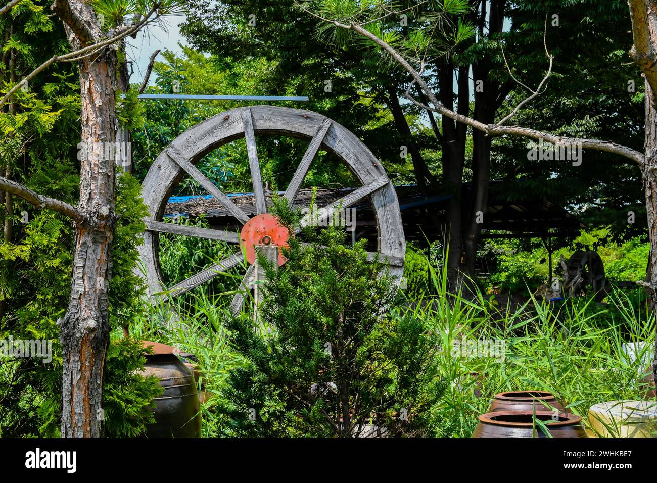 Closeup of wooden waterwheel in beautiful garden behind small evergreen ...