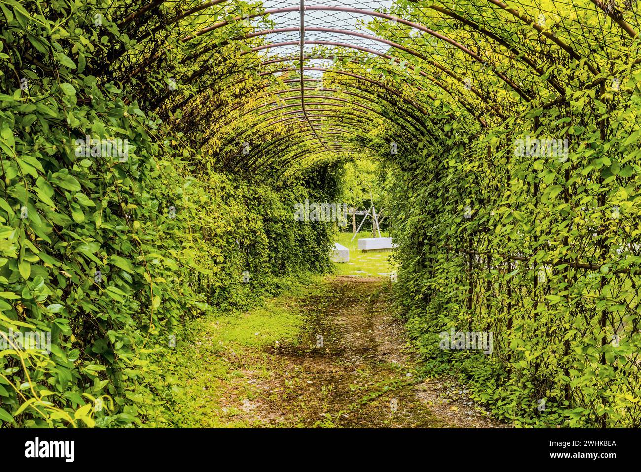 Pathway through wire tunnel like structure covered with vines and park ...