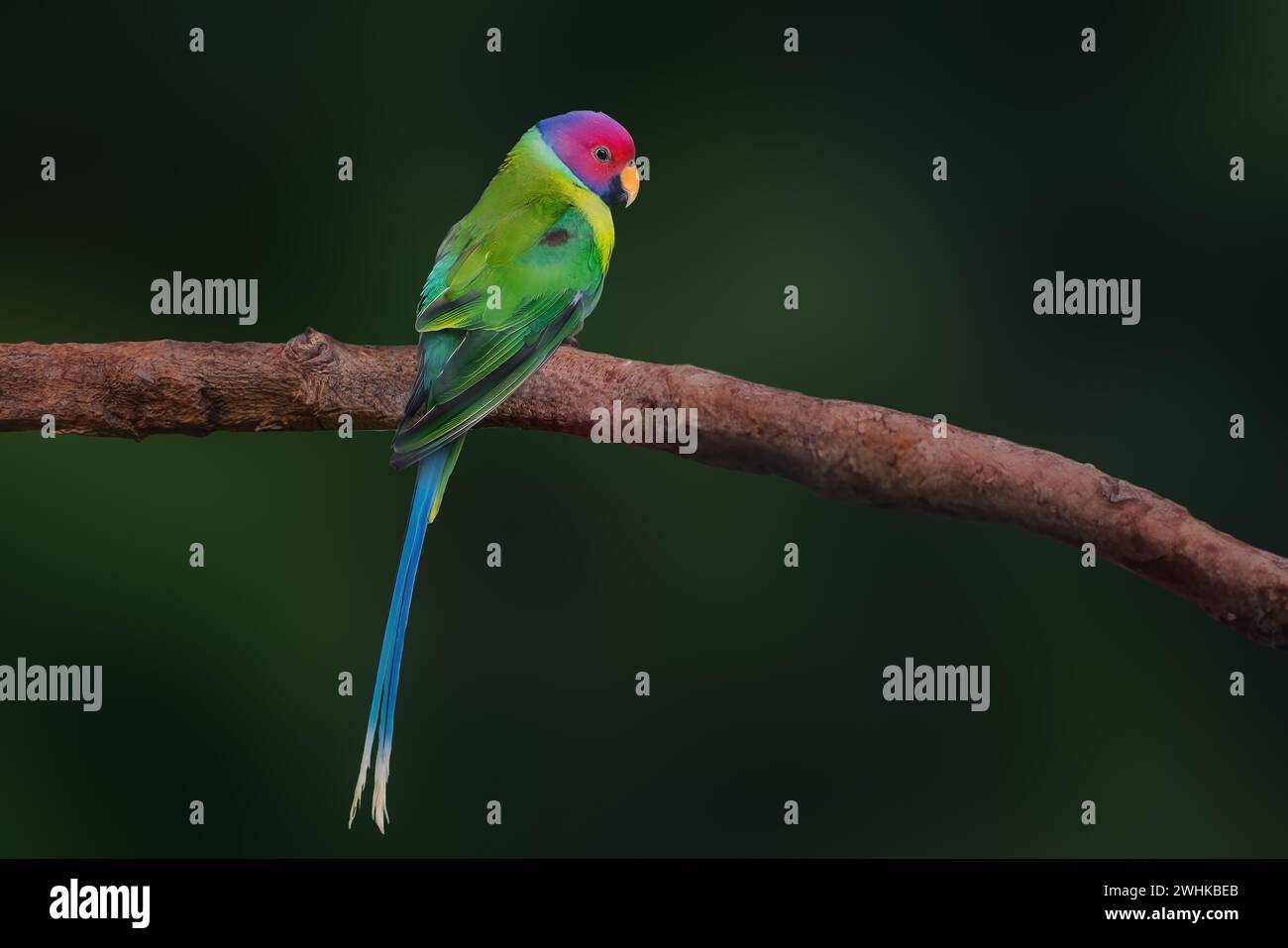 Male Blossom Headed Parakeet (Psittacula roseata Stock Photo - Alamy