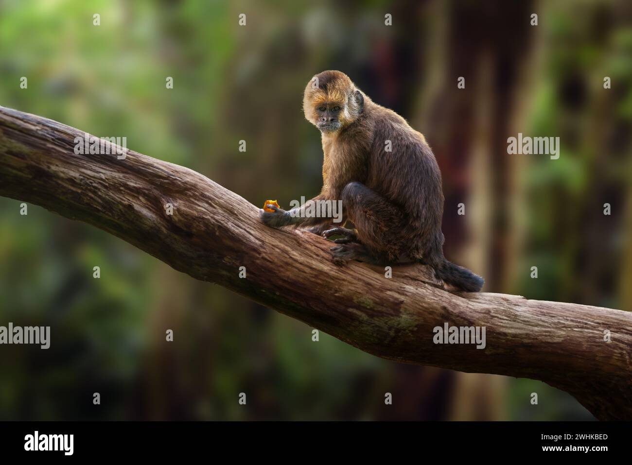 Wedge-capped Capuchin monkey (Cebus olivaceus Stock Photo - Alamy