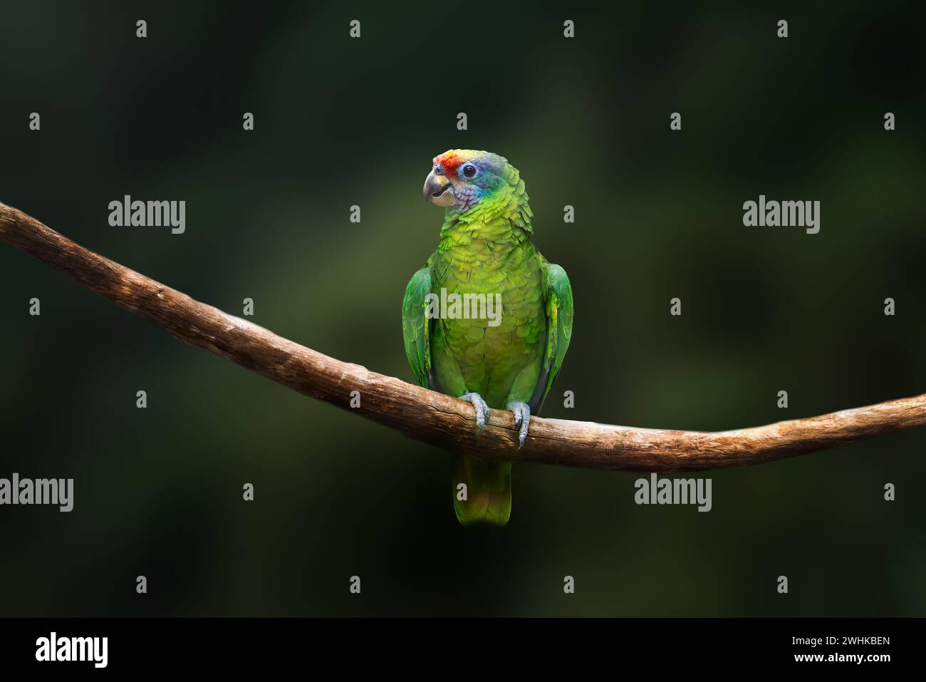 Brasiliensis hi-res stock photography and images - Alamy