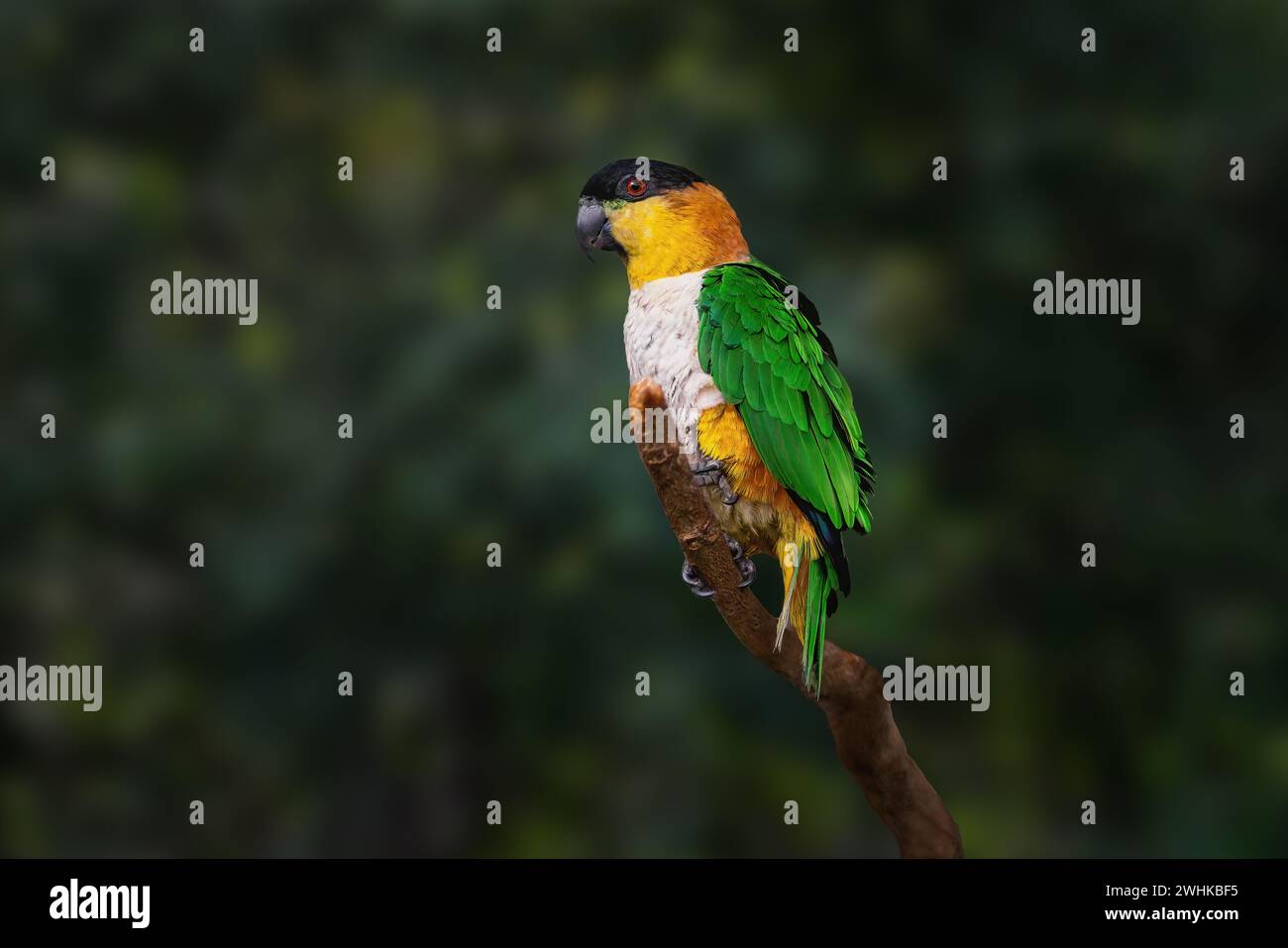 Black-headed Parrot bird (Pionites melanocephalus Stock Photo - Alamy