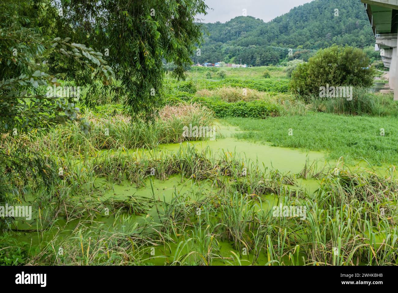 Algae covered water with tall reeds and grasses in marsh next to river ...