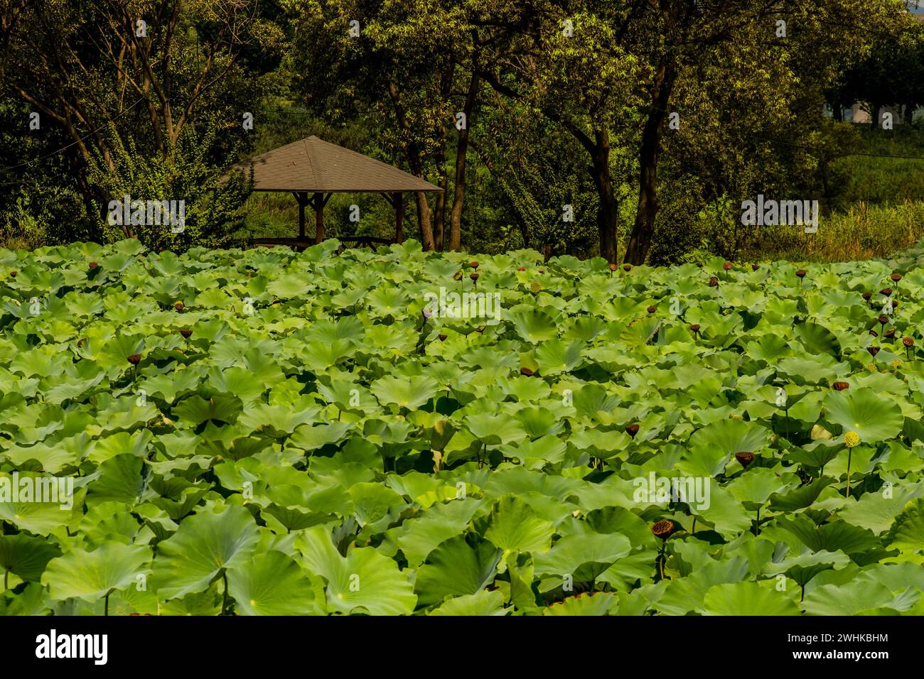 Beautiful lily pond in front of wooden gazebo under lush shade trees in ...