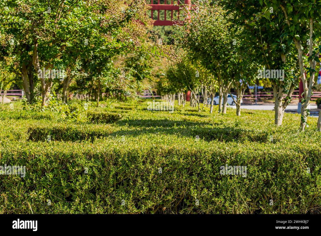 Closeup of rows of trees and manicured hedge rows next to paved road in ...