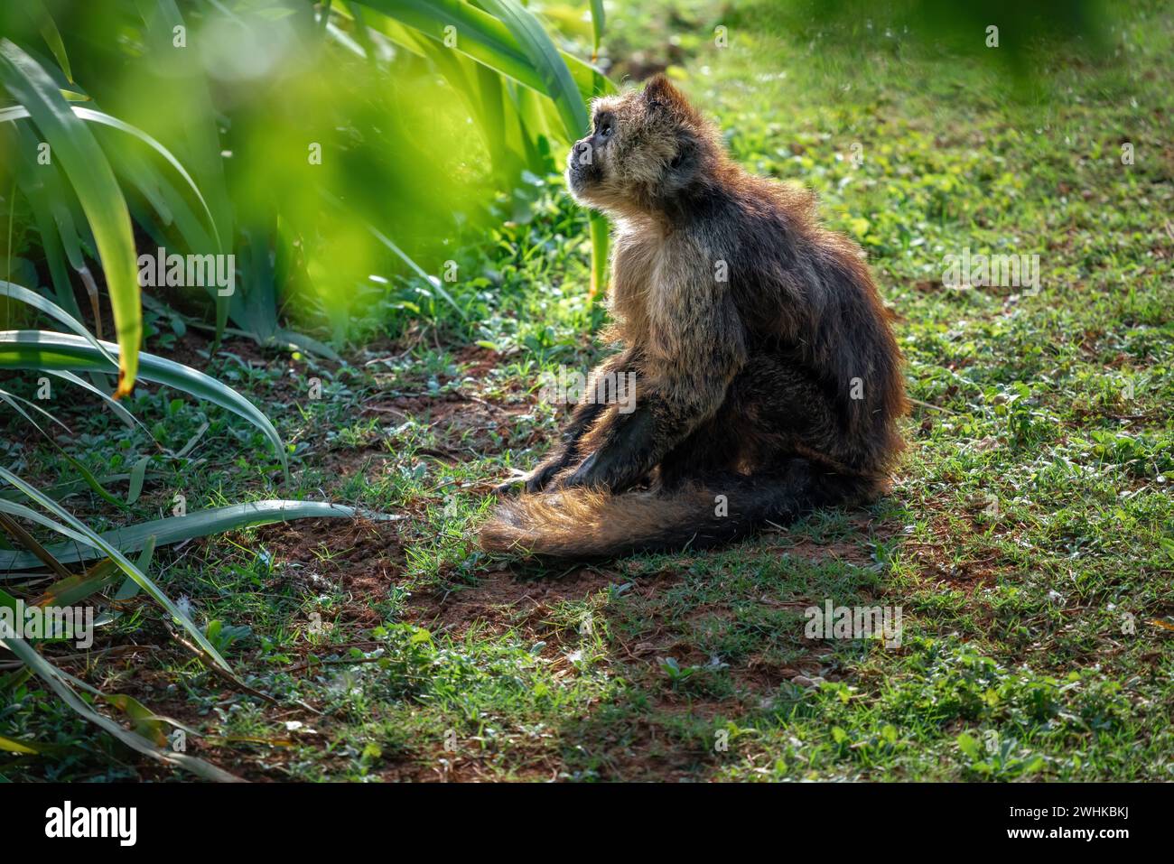 Wedge-capped Capuchin monkey (Cebus olivaceus Stock Photo - Alamy