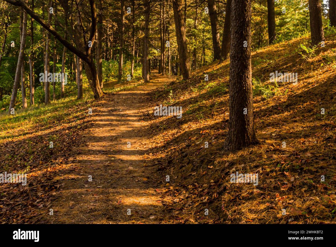 Hiking trail in public park shaded by old growth evergreen trees Stock ...