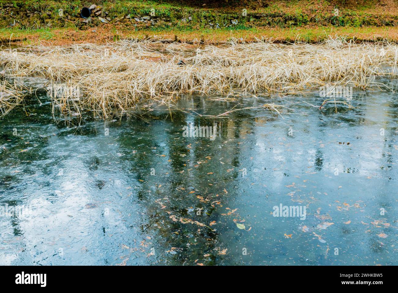 Tall brown reeds in near shoreline of frozen pond in public park in ...