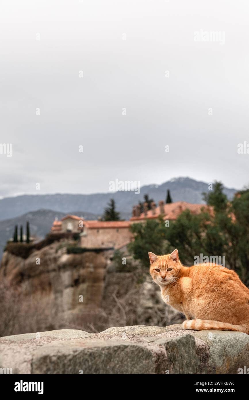 Cat posing on Meteora Monasteries near Kalambaka village Thessaly ...