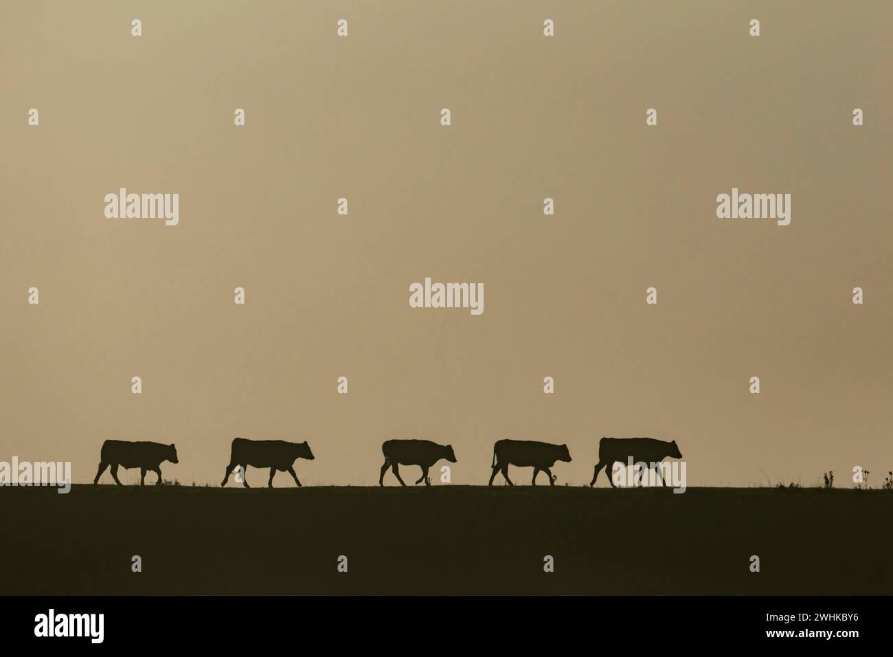 Domesticated cattle or cow (Bos taurus) five adult farm animals walking ...