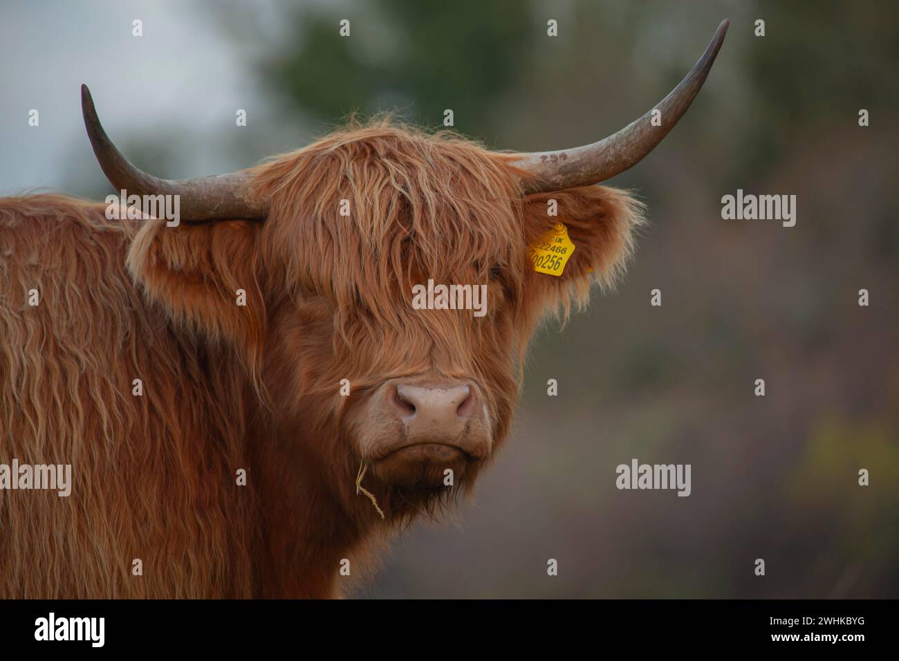 Highland cattle or cow (Bos taurus) adult farm animal head portrait ...