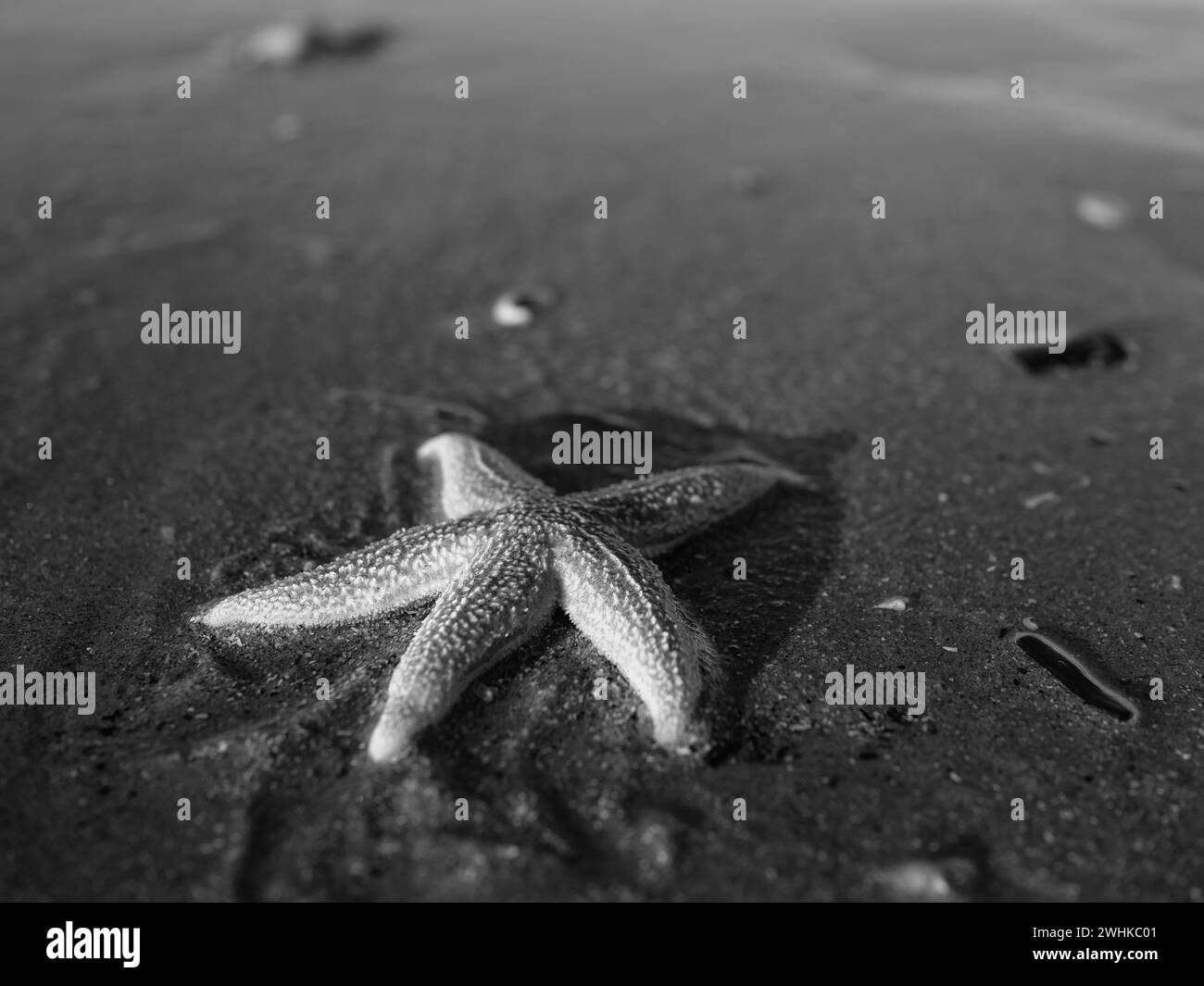 Starfish (Asteroidea) at the North Sea, sandy beach, black and white ...