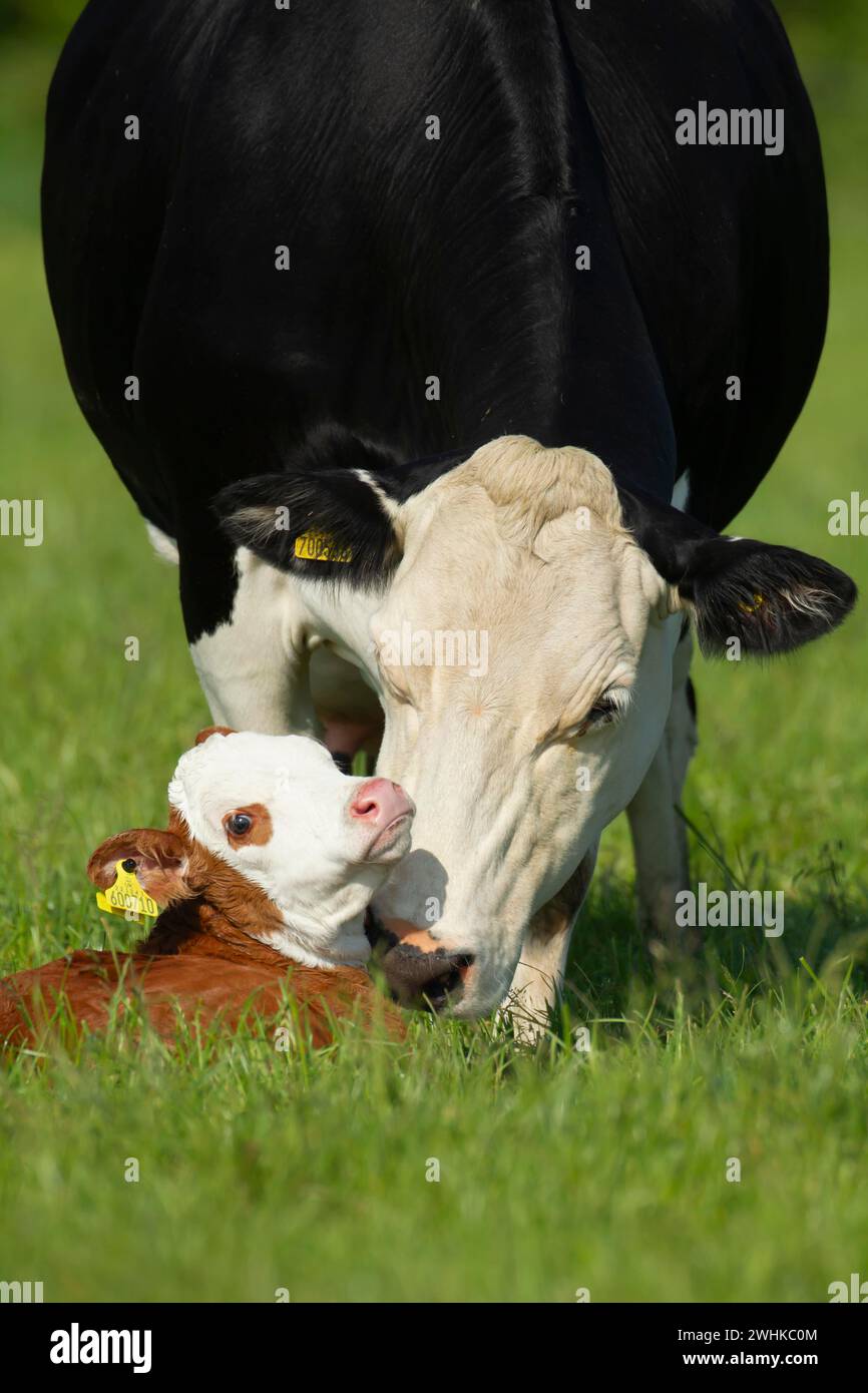 Calf animal domesticated livestock hi-res stock photography and images ...