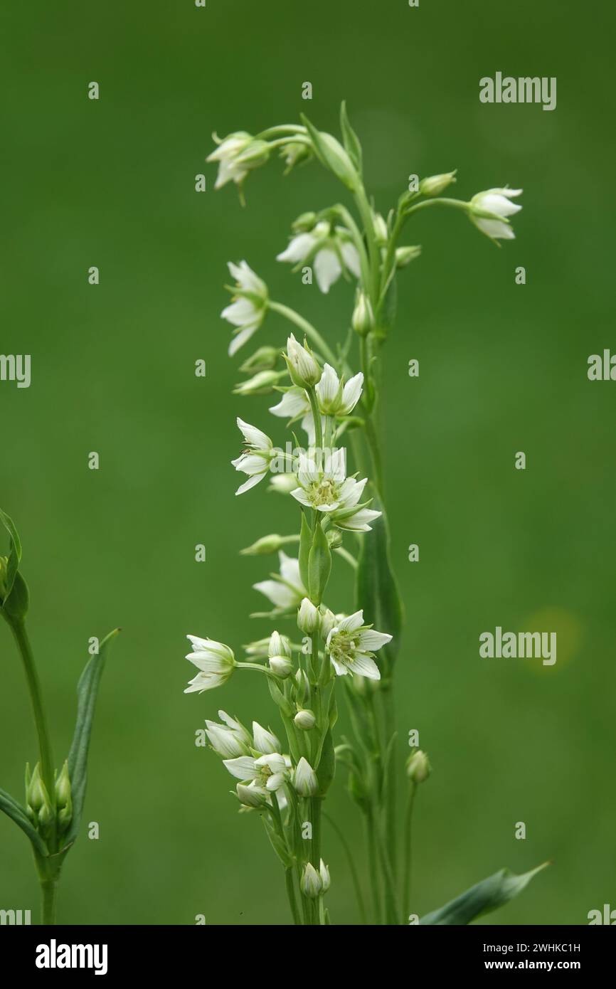 Felwort swertia petiolata hi-res stock photography and images - Alamy