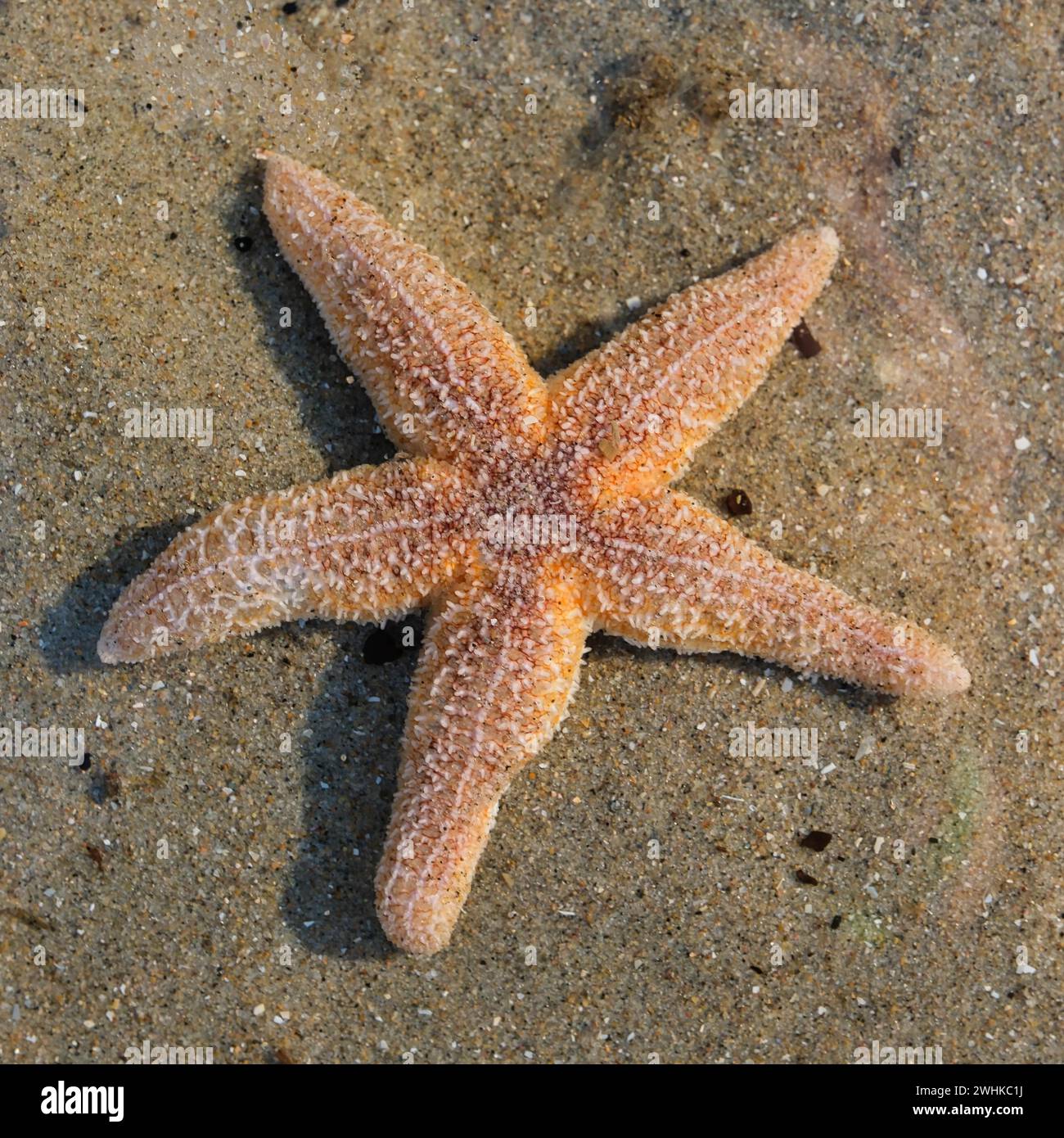 Starfish (Asteroidea) at the North Sea, sandy beach, Zandvoort ...