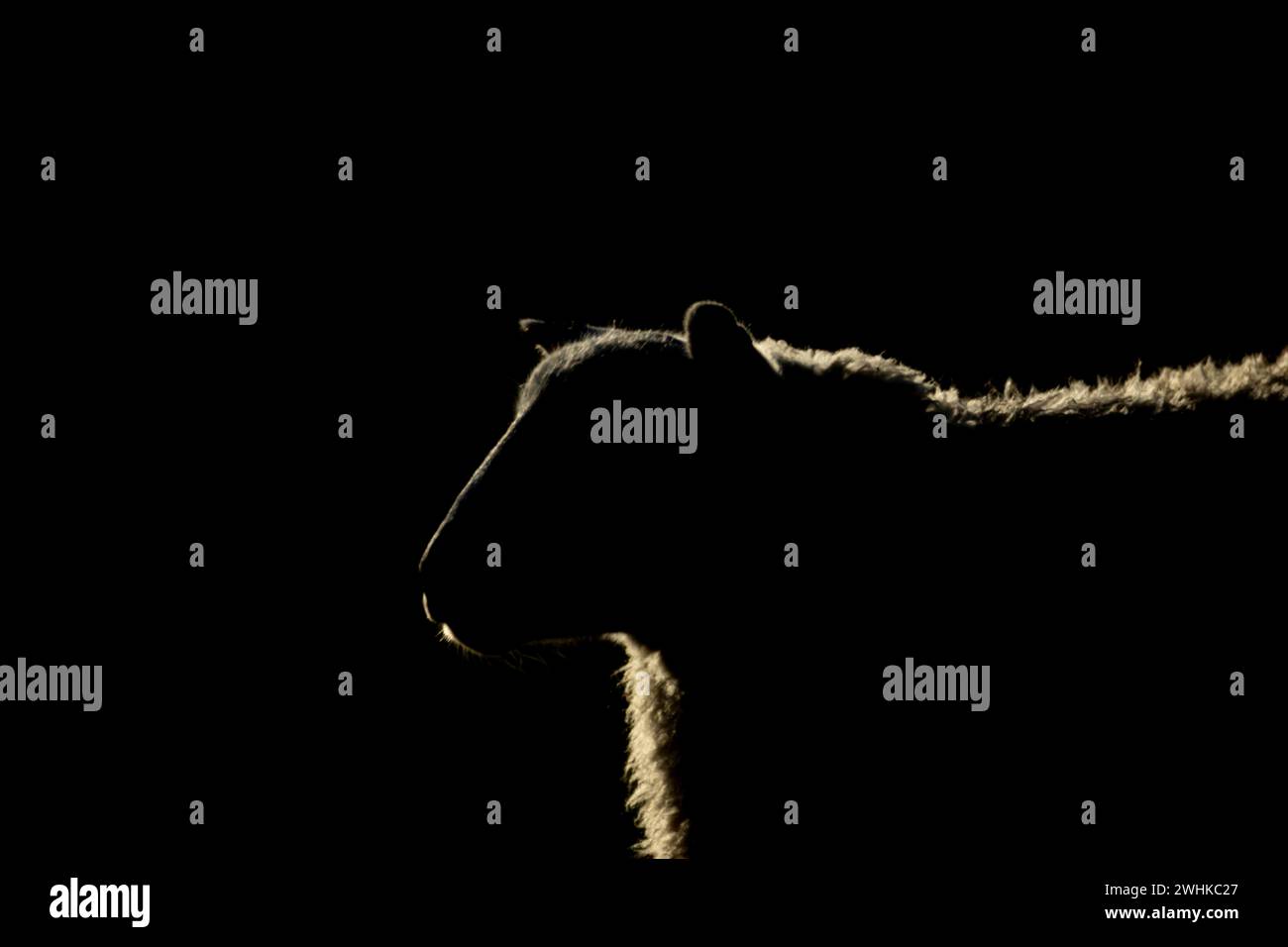 Domestic sheep (Ovis aries) adult ewe farm animal rim lit standing in a ...