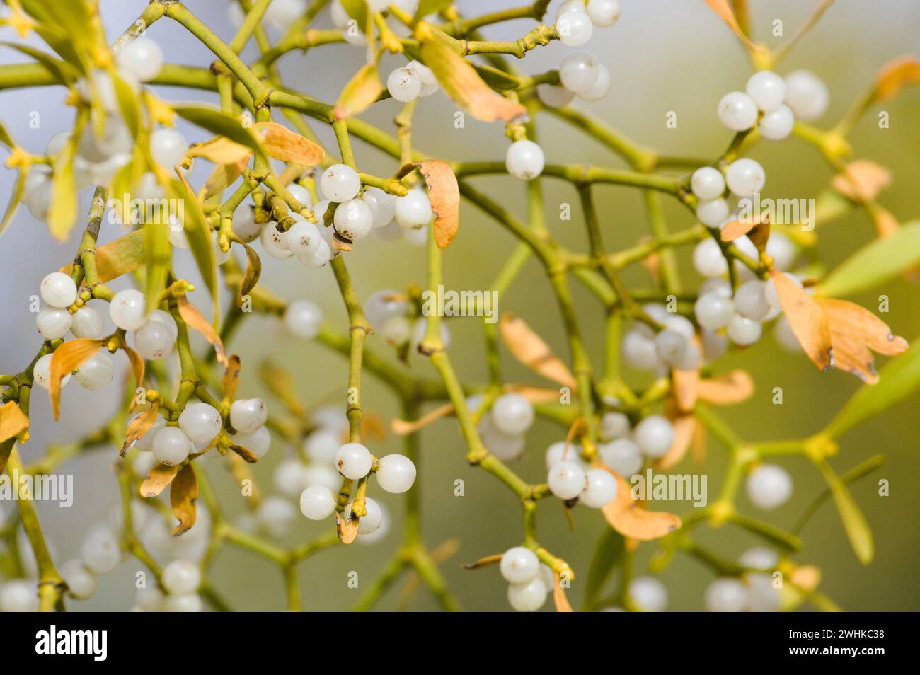 Parasite plant hi-res stock photography and images - Alamy
