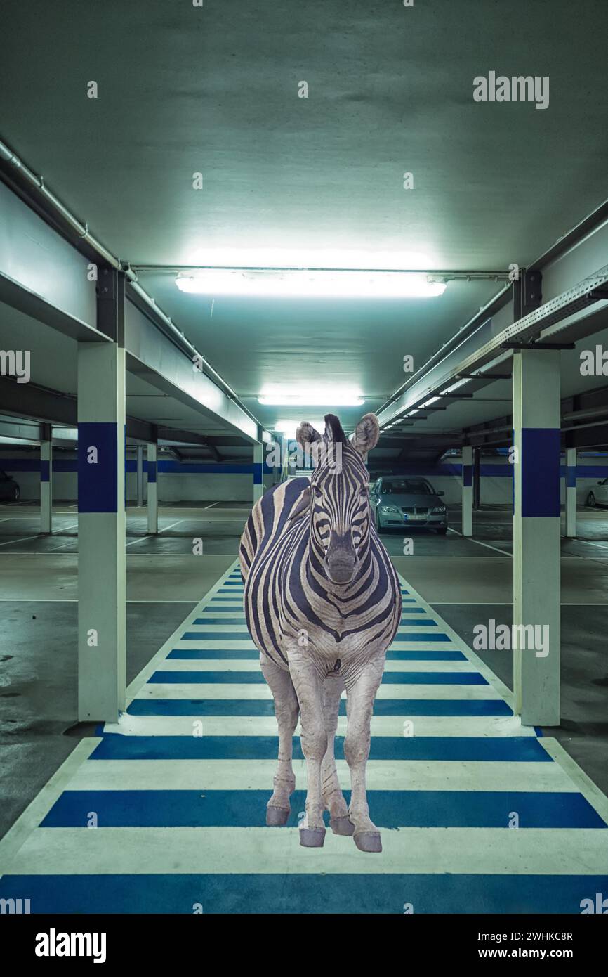 Funny traffic happy hi-res stock photography and images - Alamy