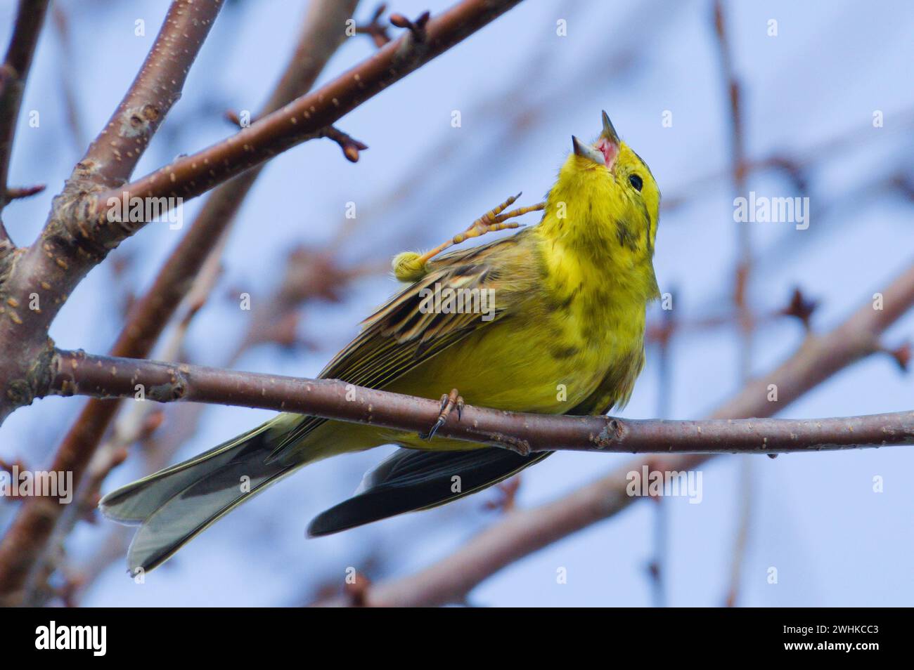 Strnad obecny hi-res stock photography and images - Alamy