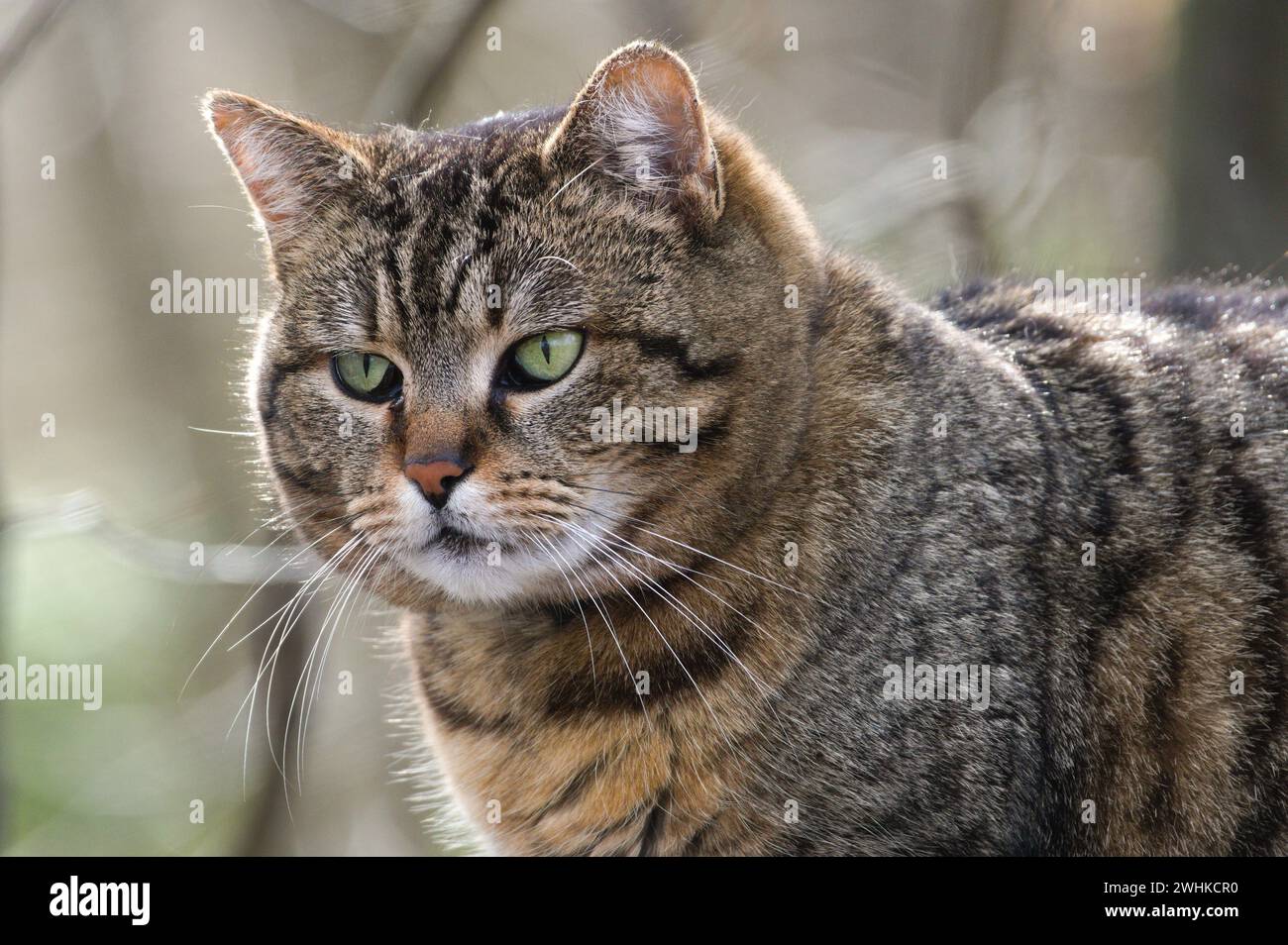 Close-up portrait of domestic cat. Giant green eyes. Sad and strict ...