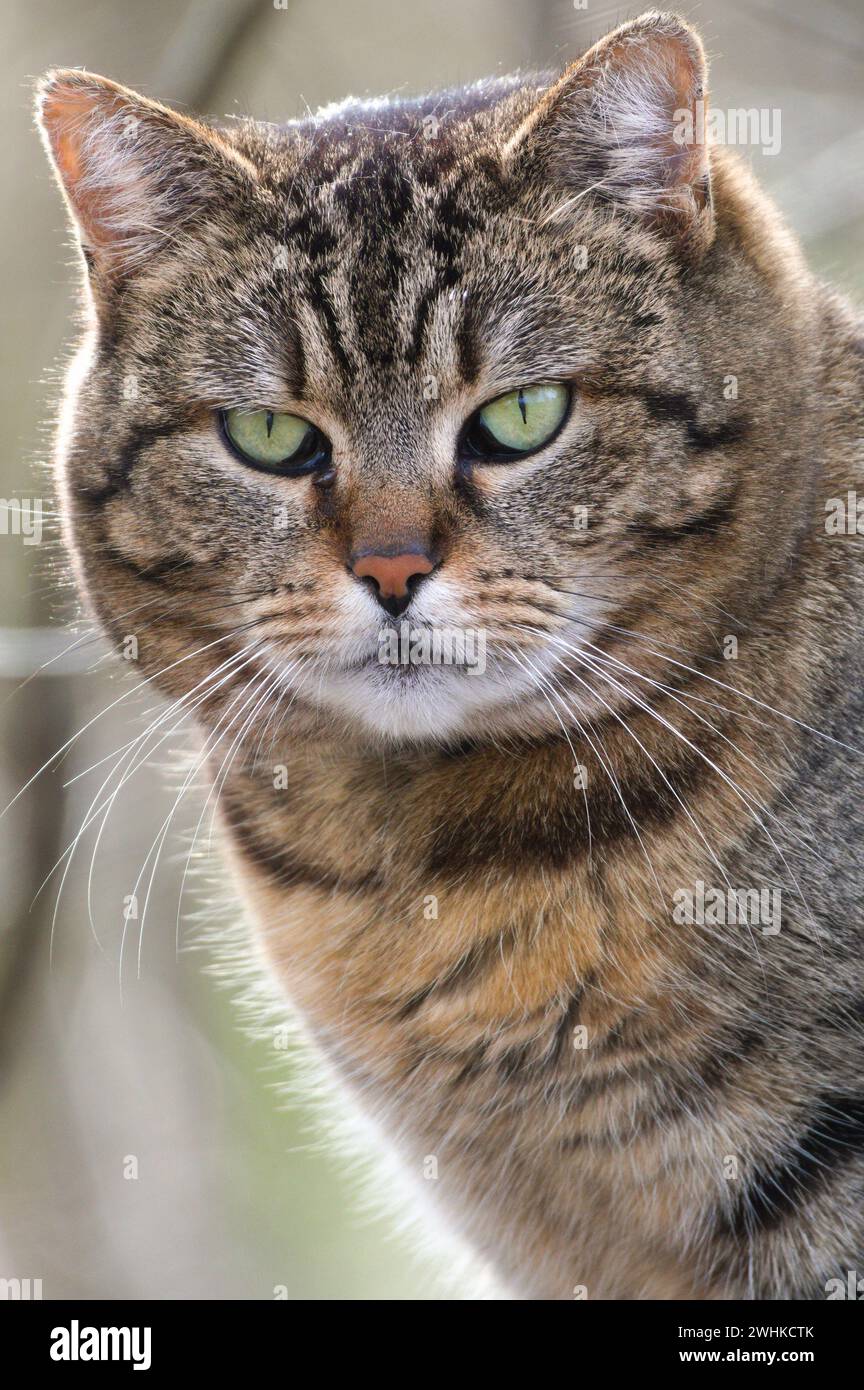 Close-up portrait of domestic cat. Giant green eyes. Sad and strict ...