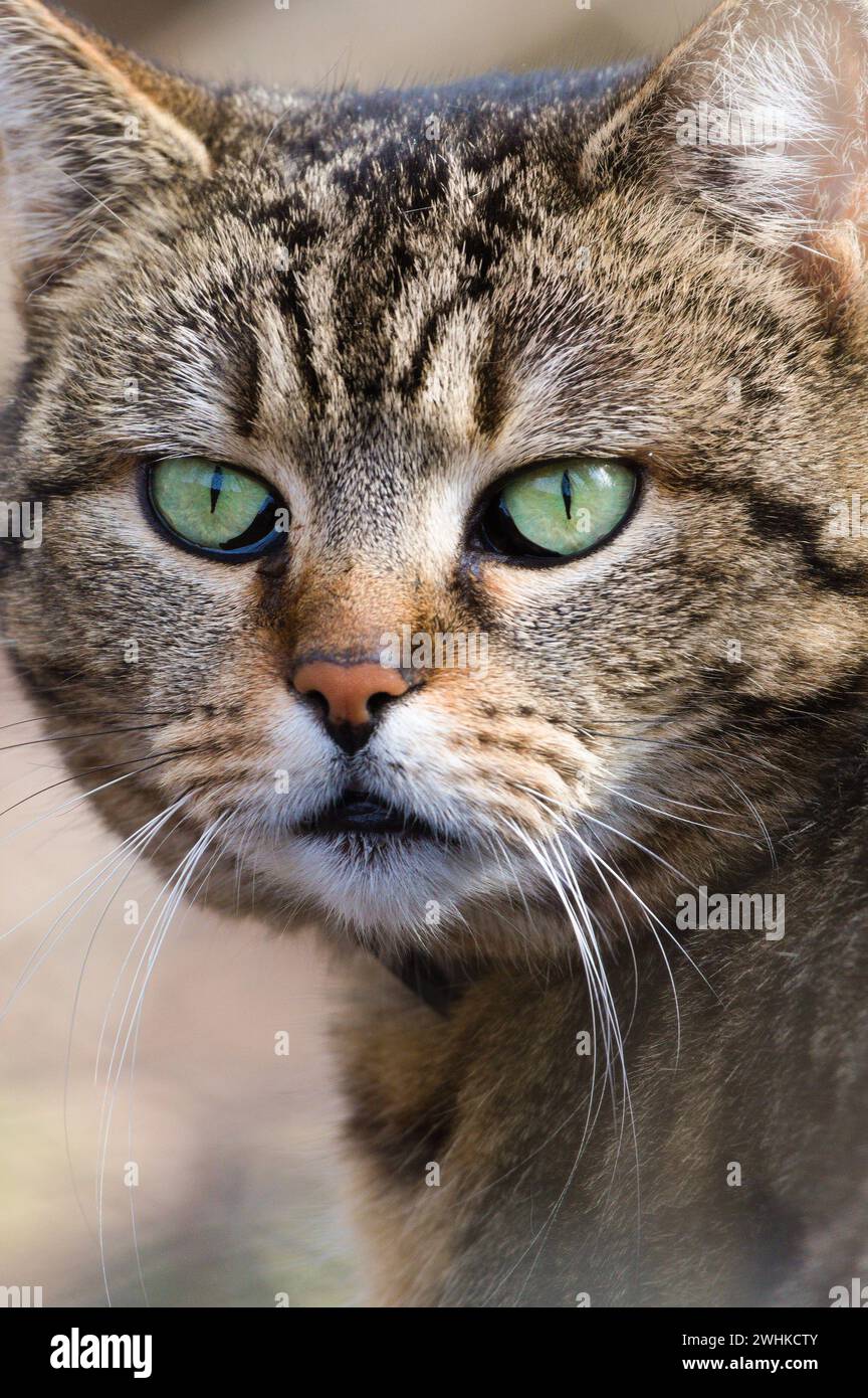 Close-up portrait of domestic cat. Giant green eyes. Sad and strict ...
