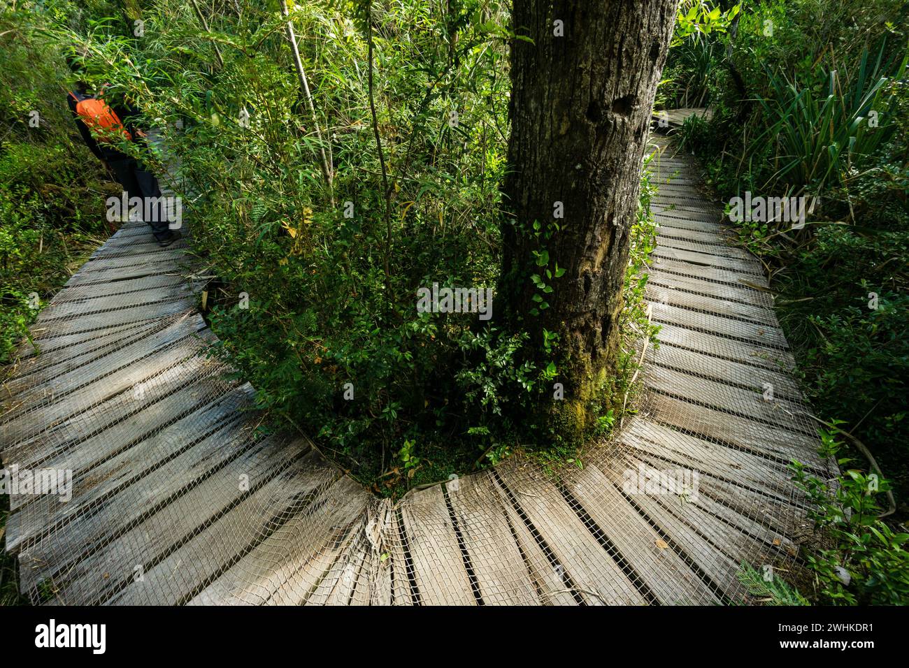 Parque Nacional ChiloÃ© Stock Photo - Alamy